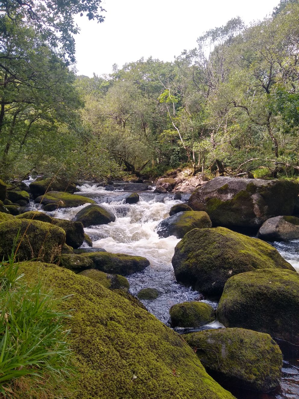 River Dart Catchment Partnership